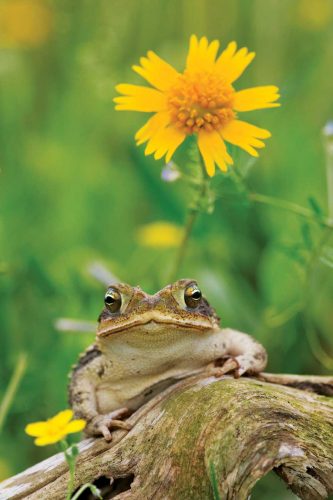 All About the American Bullfrog - Grit